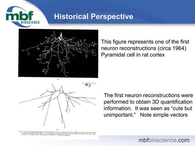 Neuron Analysis Workshop: Neuron Tracing from Tissue Specimens at the Microscope | PPTX