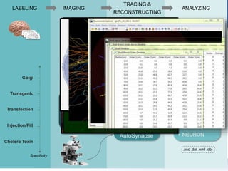 Neuron Analysis Workshop: Neuron Tracing from Tissue Specimens at the Microscope | PPTX