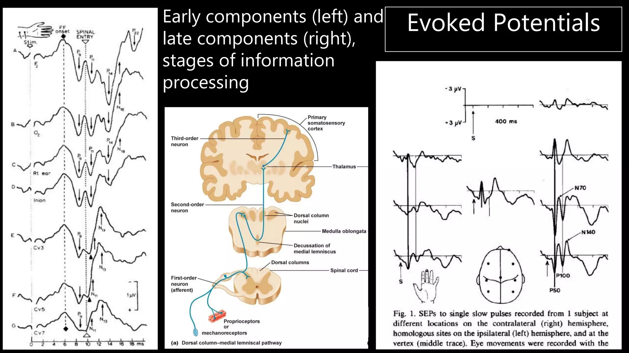 Tognoli: Neuromarkers of hapsis 2017 | PPTX