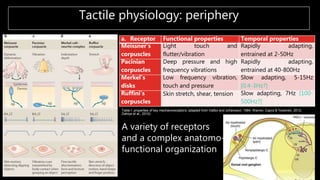 Tognoli: Neuromarkers of hapsis 2017 | PPT