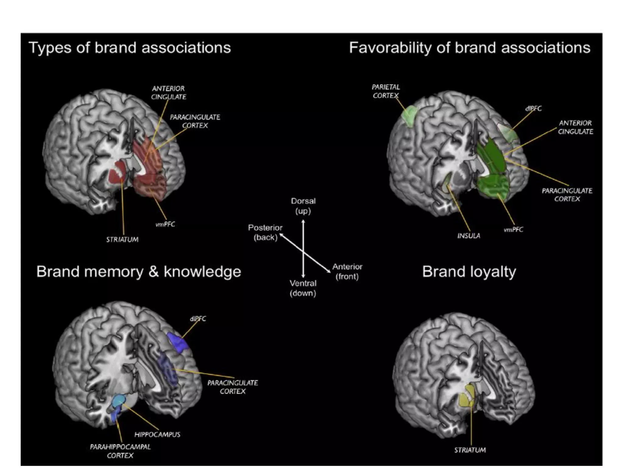 Advertisement & Brain. Neuromarketing | PDF