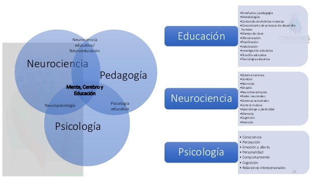 Neuromitos sobre cerebro y aprendizaje
