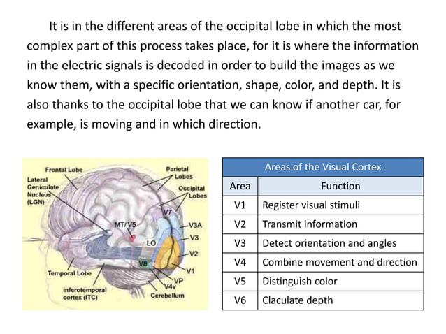 Understanding the Brain: The Neurobiology of Every Day Life, Final ...