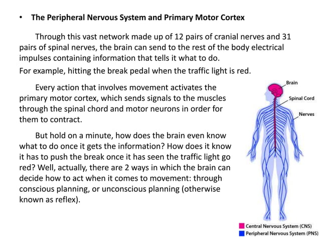 Understanding the Brain: The Neurobiology of Every Day Life, Final ...