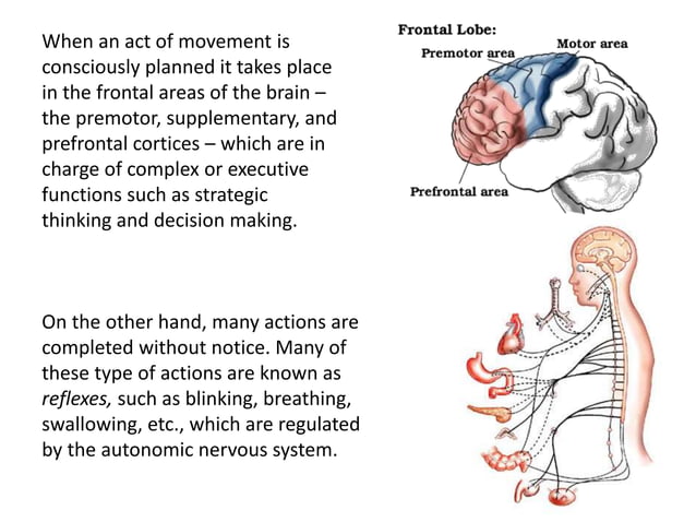 Understanding the Brain: The Neurobiology of Every Day Life, Final ...