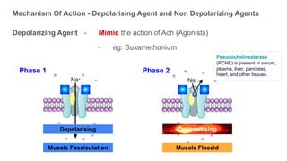 Introduction to Muscle Relaxants and Reversal Agents. | PDF