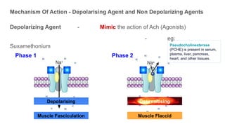 Neuromuscle Relaxants and Reversal Agents.pptx