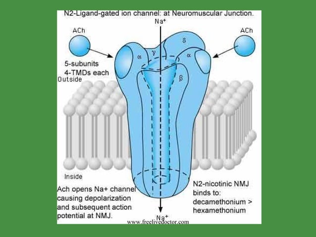 Neuro muscular blockers | PPT | Chemistry | Science