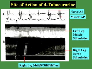 Neuro muscular blockers | PPT