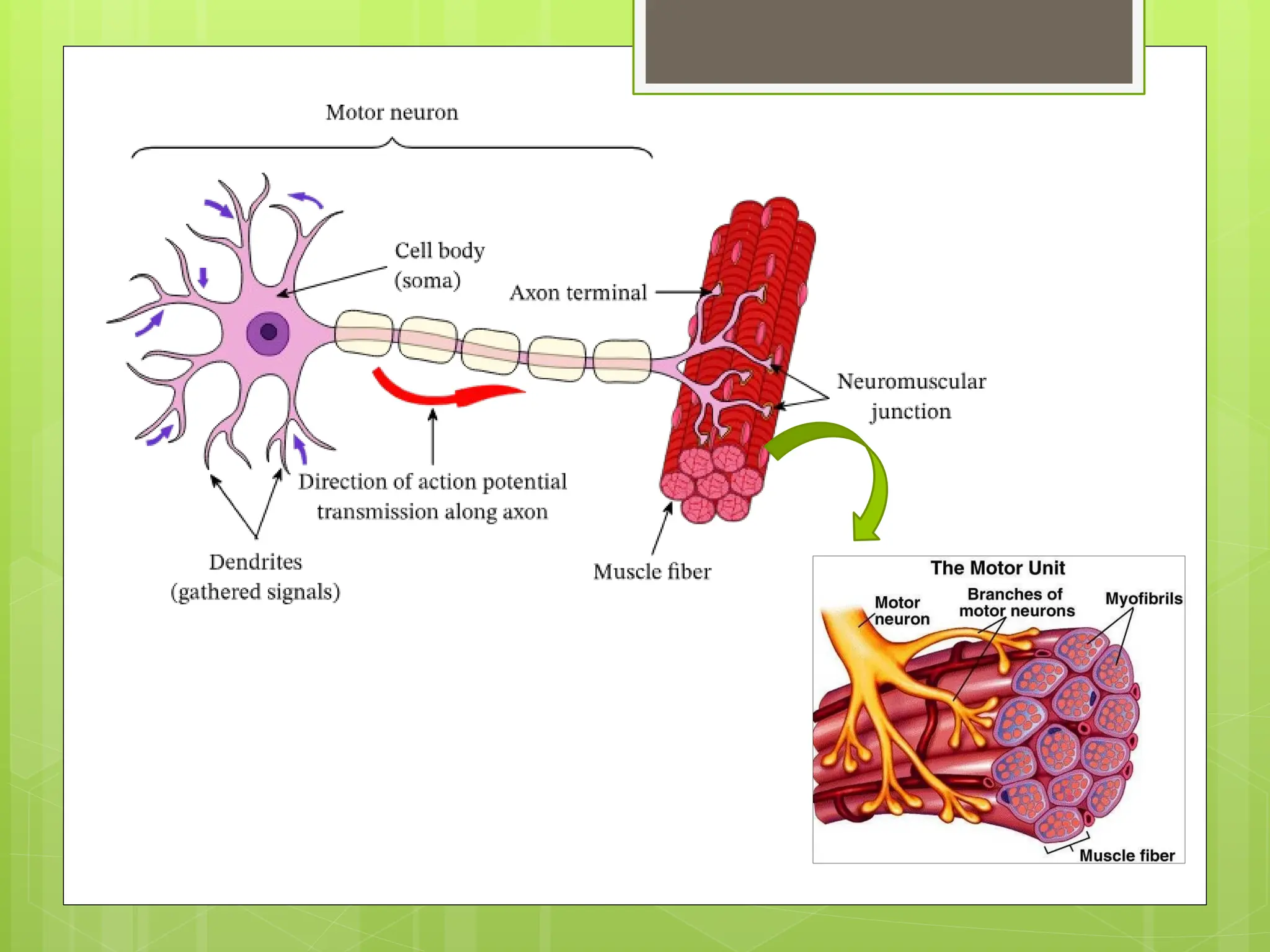 ssNeuromuscular-Control-of-movement.pptx