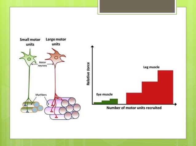 ssNeuromuscular-Control-of-movement.pptx