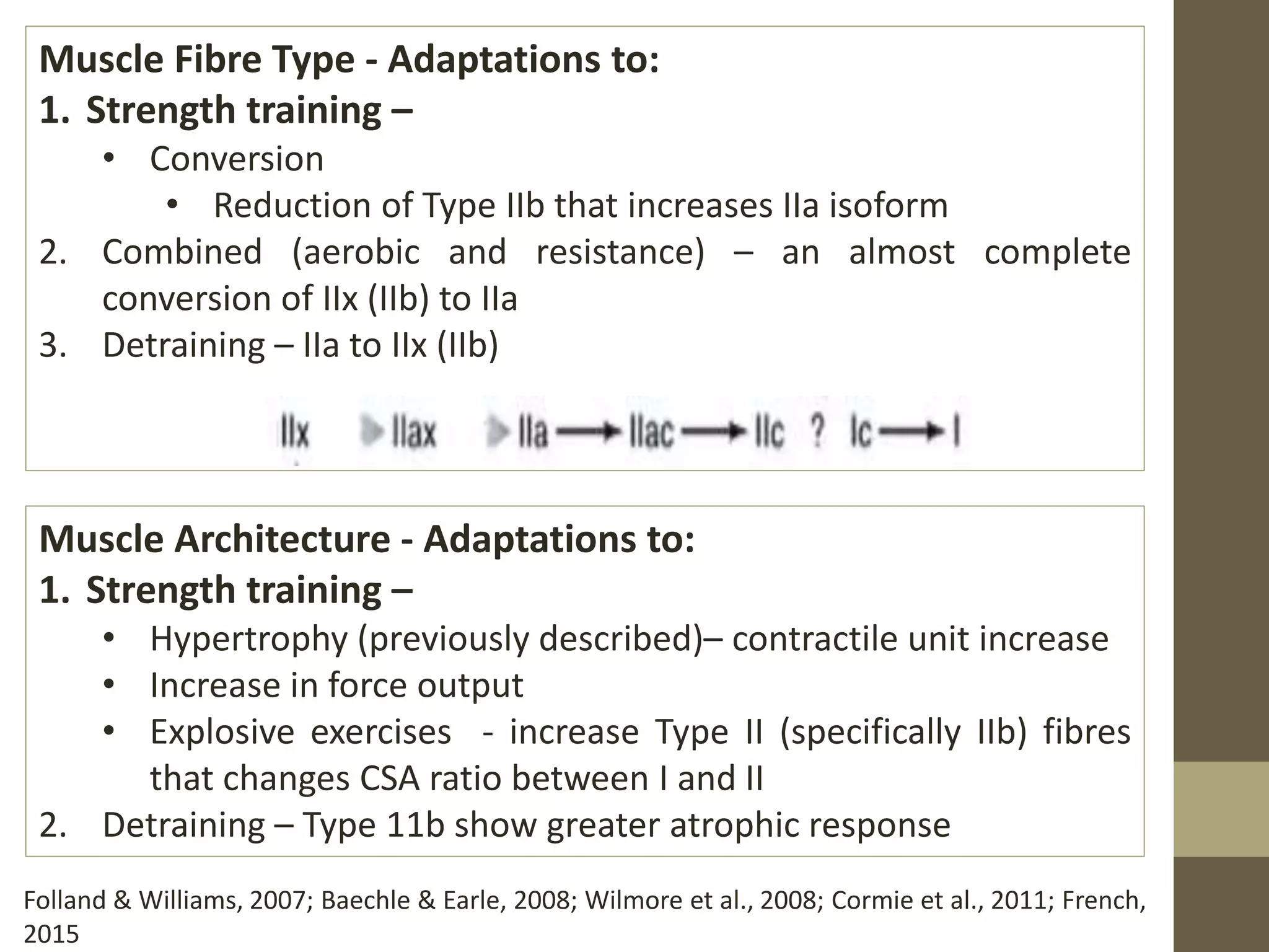 Neuromuscular Adaptations to Sports Training | PPTX