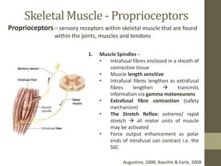 Neuromuscular Adaptations to Sports Training | PPTX