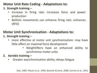 Neuromuscular Adaptations to Sports Training | PPTX