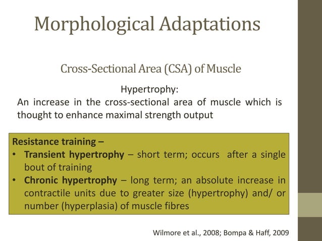 Neuromuscular Adaptations to Sports Training | PPTX | Brain and Nervous System Disorders ...