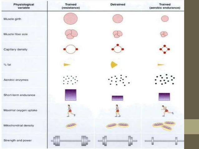 Neuromuscular Adaptations to Sports Training | PPTX | Brain and Nervous System Disorders ...