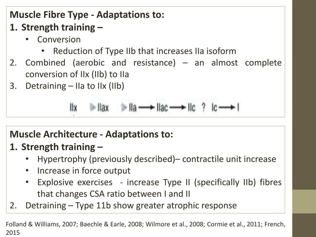 Neuromuscular Adaptations to Sports Training | PPTX | Brain and Nervous System Disorders ...