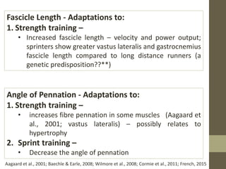 Neuromuscular Adaptations to Sports Training | PPTX