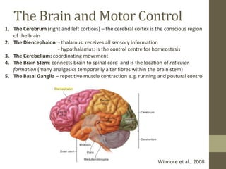Neuromuscular Adaptations to Sports Training | PPTX