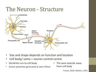 Neuromuscular Adaptations to Sports Training | PPTX