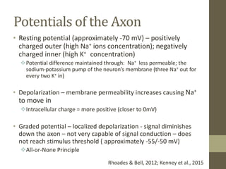 Neuromuscular Adaptations to Sports Training | PPTX