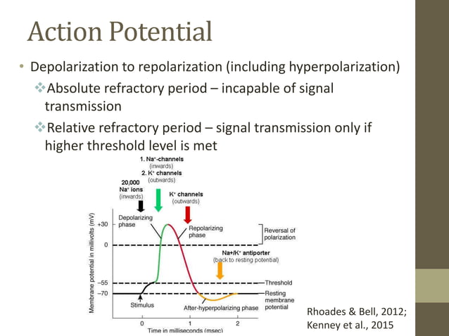 Neuromuscular Adaptations to Sports Training | PPTX | Brain and Nervous ...