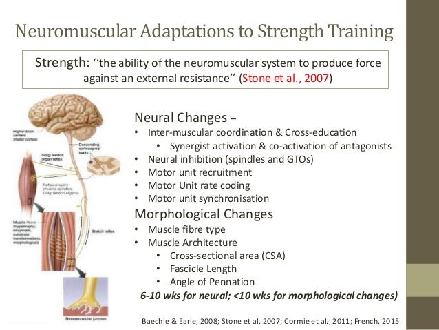 Neuromuscular Adaptations to Sports Training
