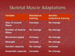 Neuromuscular adaptations to training | PDF
