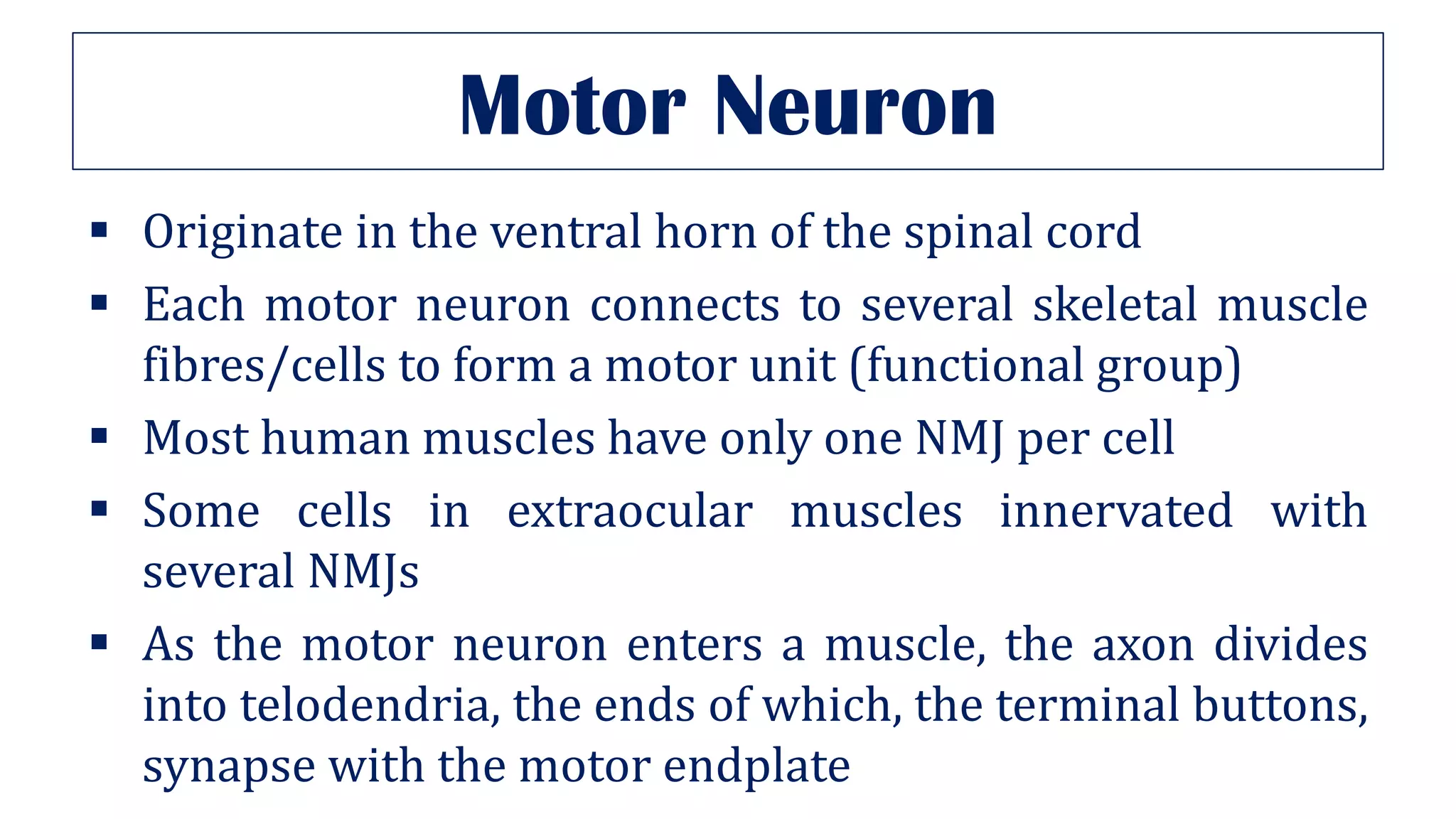 Neuromuscular anatomy physiology | PDF