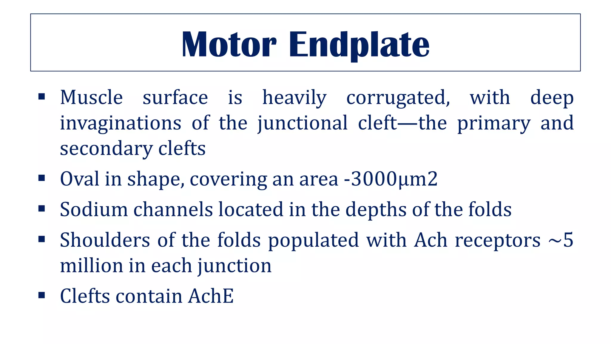 Neuromuscular anatomy physiology | PDF