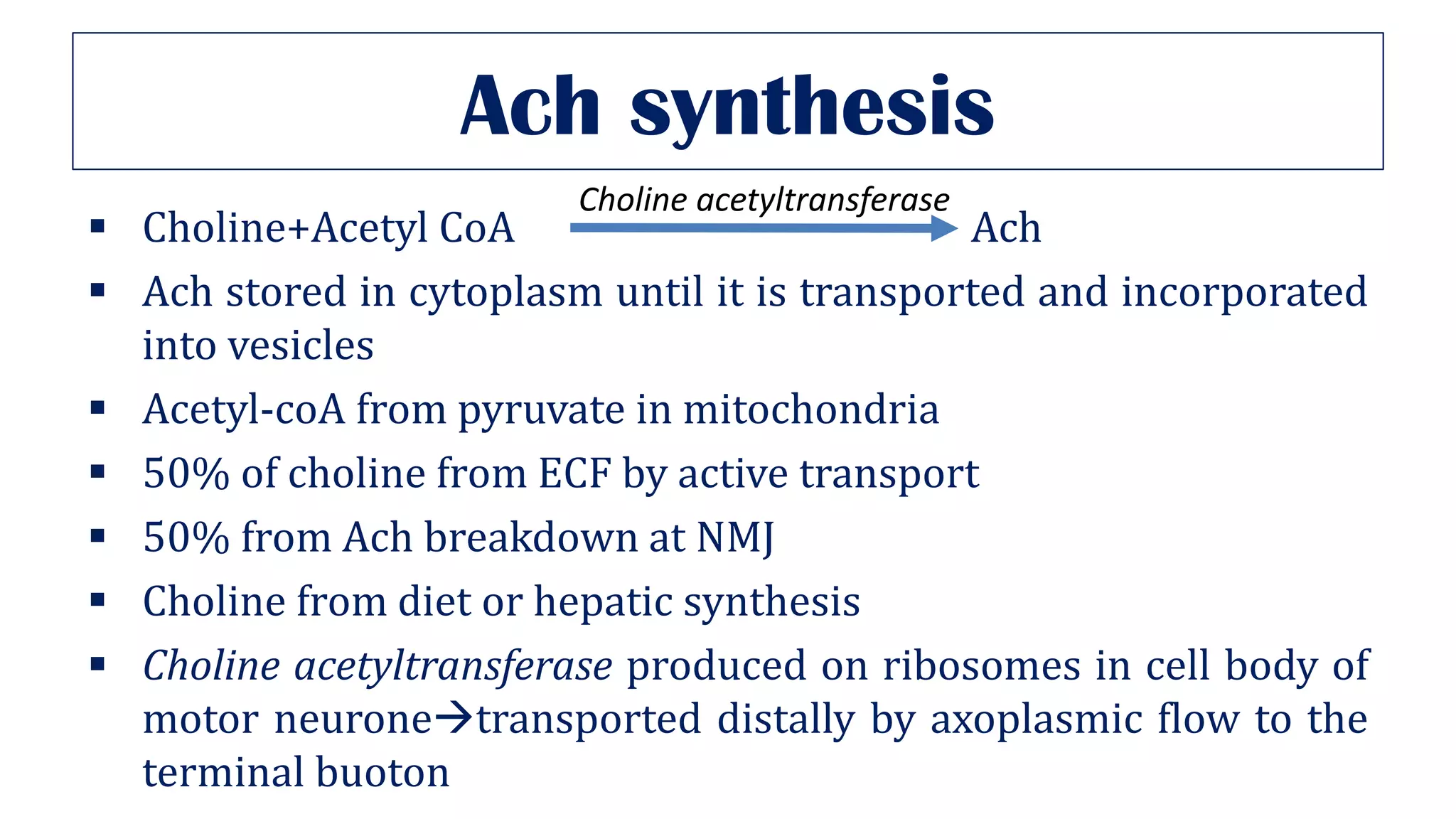 Neuromuscular anatomy physiology | PDF