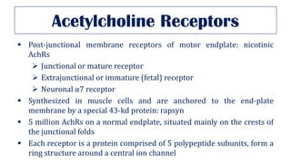 Neuromuscular anatomy physiology | PDF