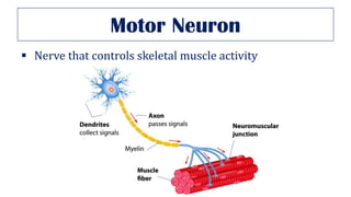 Neuromuscular anatomy physiology | PDF