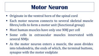 Neuromuscular anatomy physiology | PDF