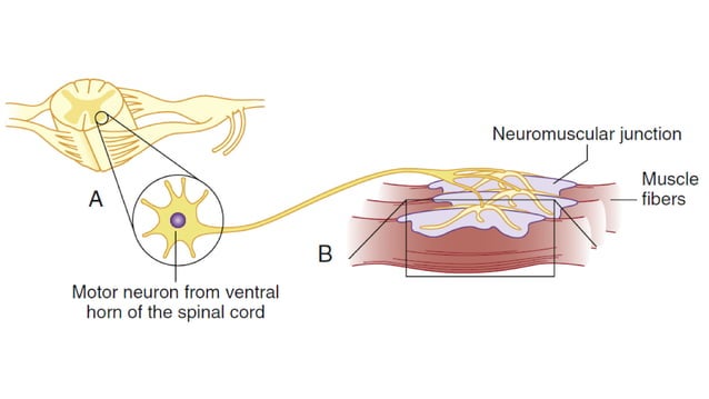Neuromuscular anatomy physiology | PDF