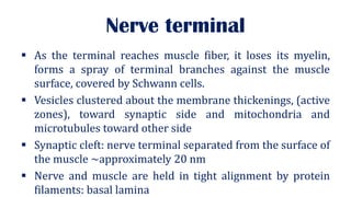 Neuromuscular anatomy physiology | PDF