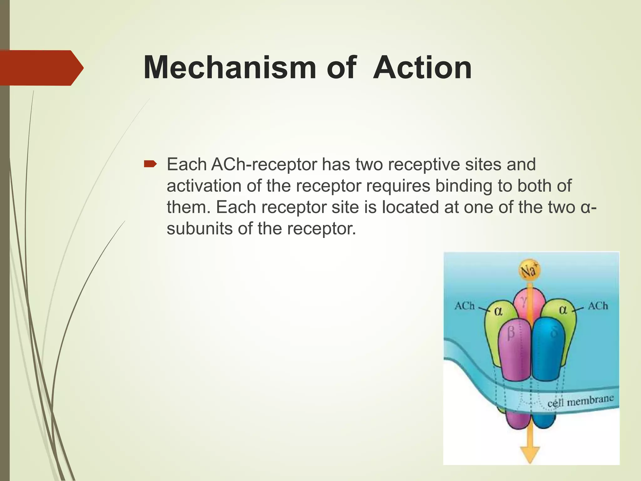 Neuromuscular blocker | PPTX