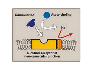 Neuromuscular blocking agents: Curare alkaloids | PPTX