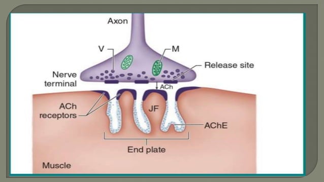 Neuromuscular blocking agents | PPT