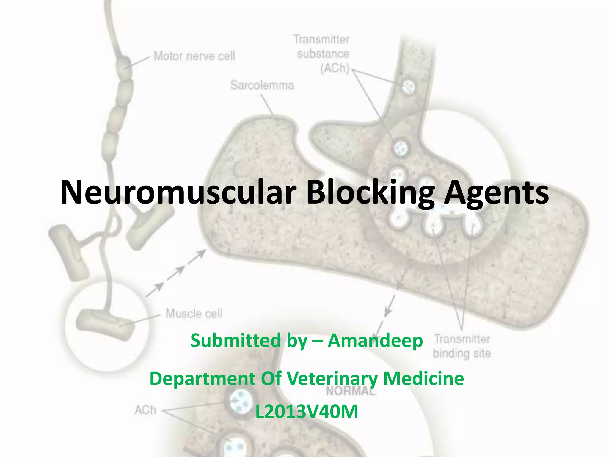Neuromuscular blocking agents in large animals | PPTX