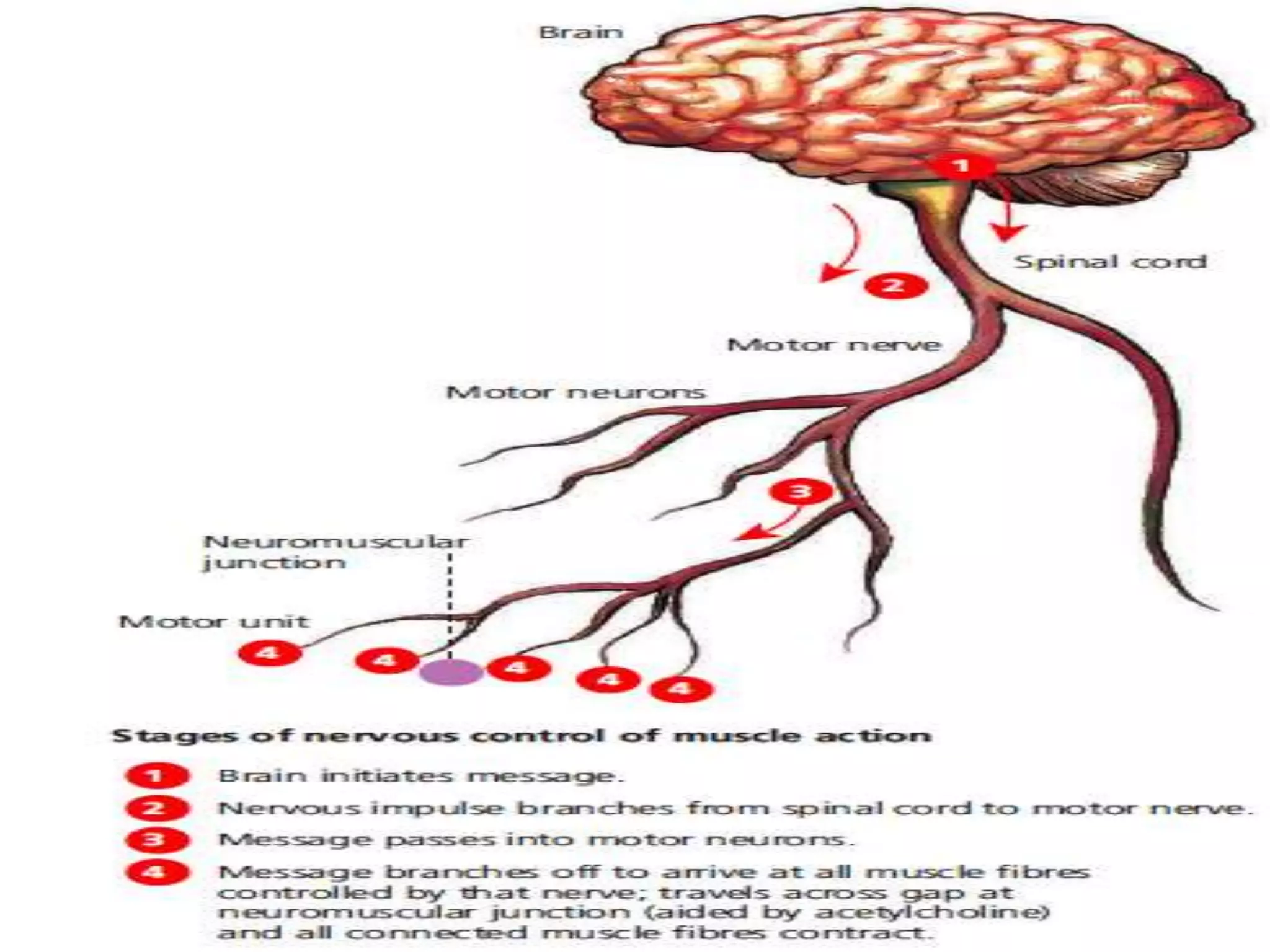 Neuromuscular control | PPTX