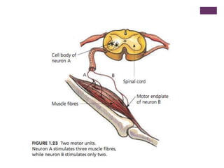 Neuromuscular control | PPTX