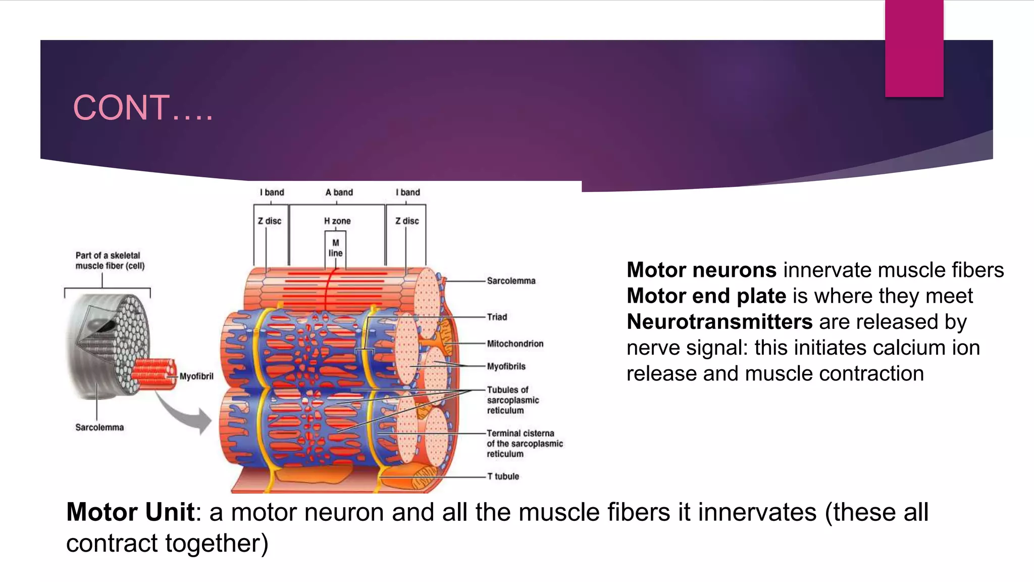 Neuromuscular coordinatioN , | PPTX