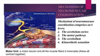 Neuromuscular coordinatioN , | PPTX