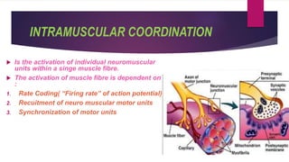 Neuromuscular coordinatioN , | PPTX
