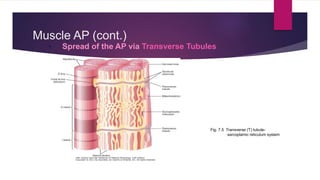 Neuromuscular coordinatioN , | PPTX