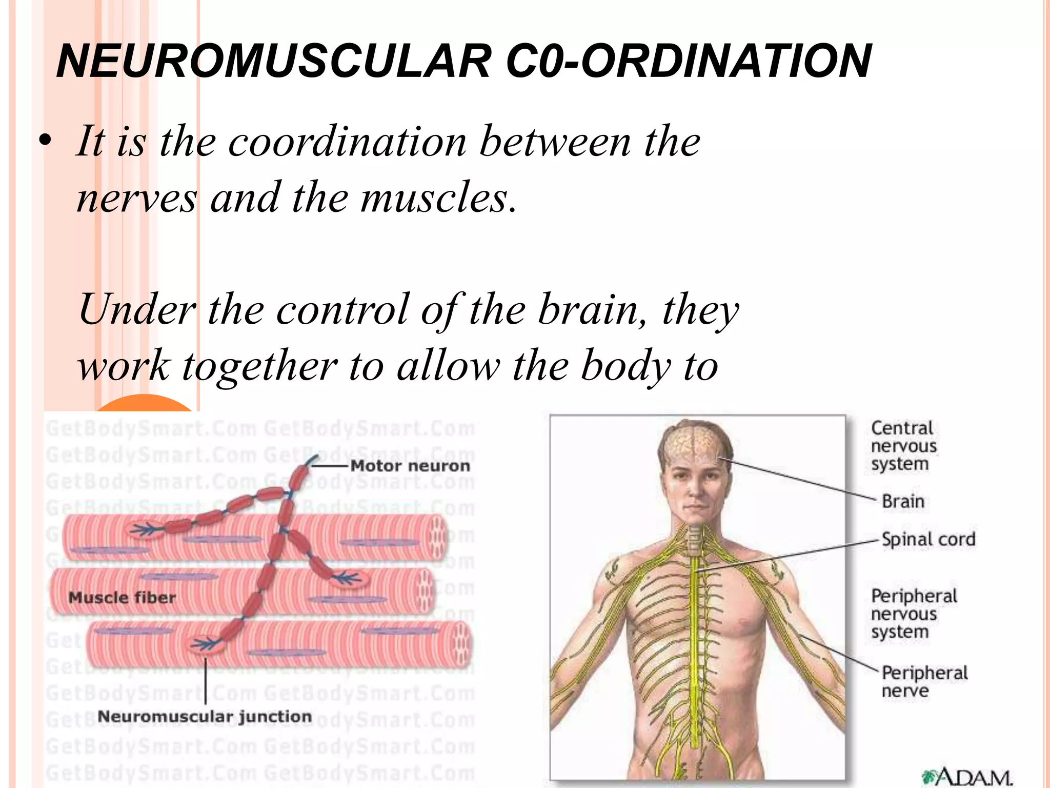 Neuromuscular Co-ordination | PPTX