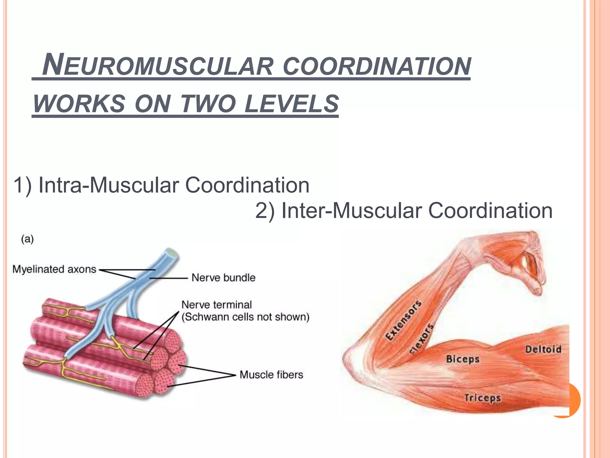 Neuromuscular Co-ordination | PPTX