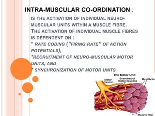Neuromuscular Co-ordination | PPTX