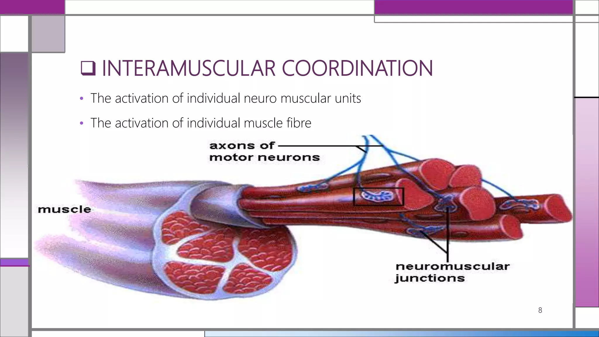 Neuromuscular coordination aasma mehak | PPTX